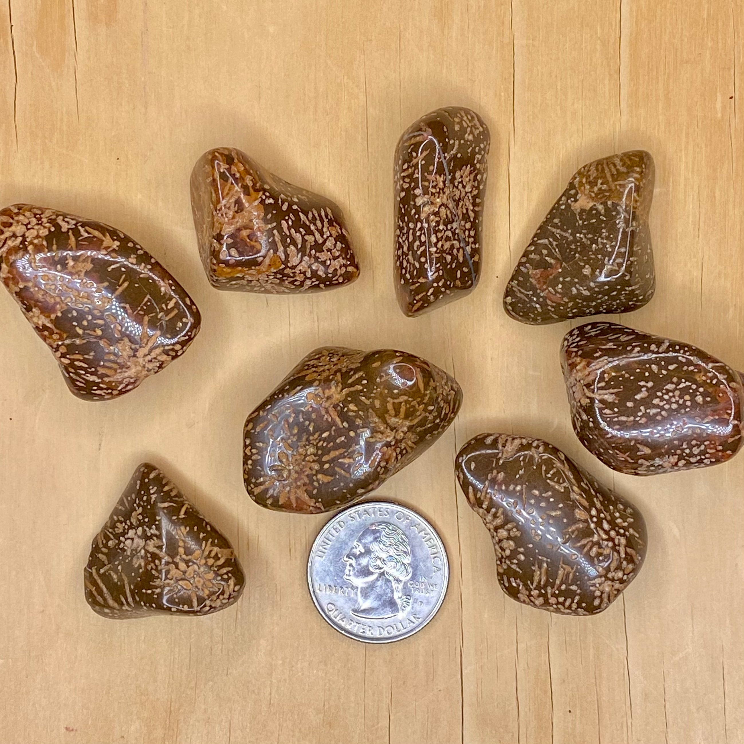 Jasper Star | Tumbleweed Botanicals
